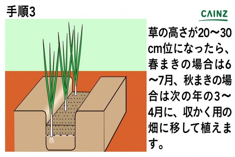 初心者にもできるネギの育て方・栽培方法【解説動画付き】 | となりのカインズさん