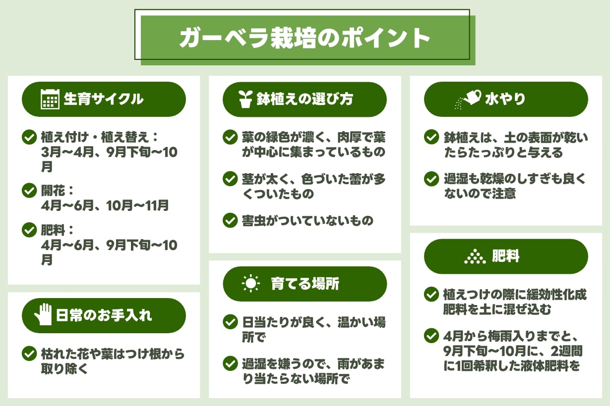 ガーベラ栽培のポイント