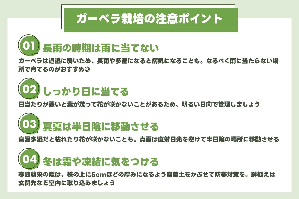 ガーベラを育てる際に知っておきたいポイント