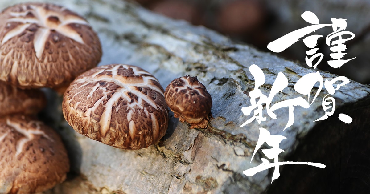 【お正月プレゼントキャンペーン】栽培キットを使ったキノコ栽培方法 | となりのカインズさん