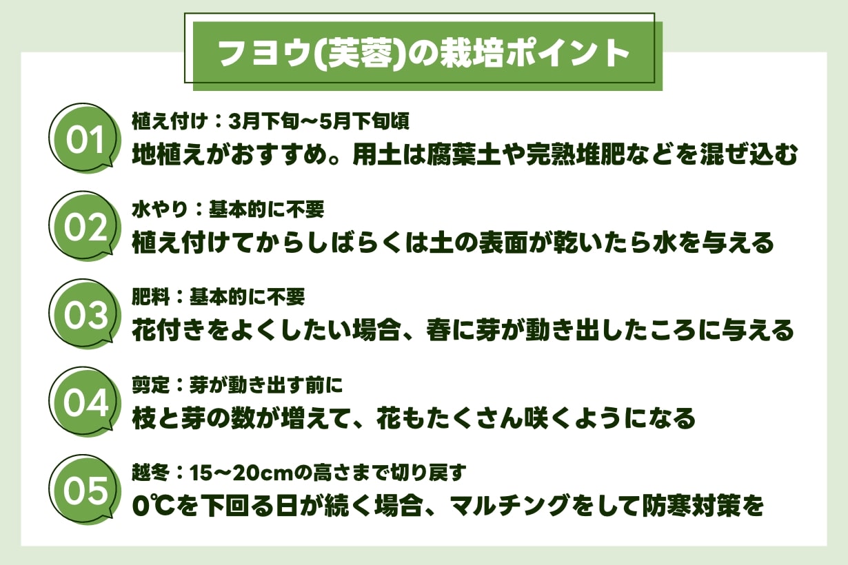 芙蓉の花の育て方｜花言葉や種類、栽培ポイントを紹介！ | となりのカインズさん