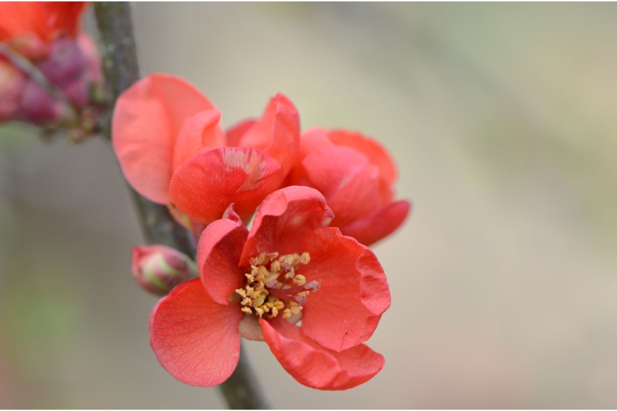 ボケ（木瓜）の花とは？開花時期や剪定など基本の育て方を解説！ | となりのカインズさん