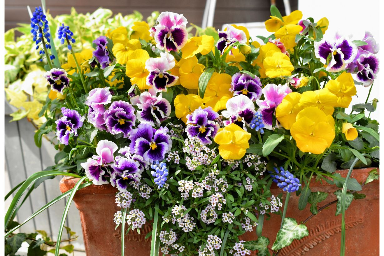芙蓉の花の育て方｜花言葉や種類、栽培ポイントを紹介！ | となりのカインズさん