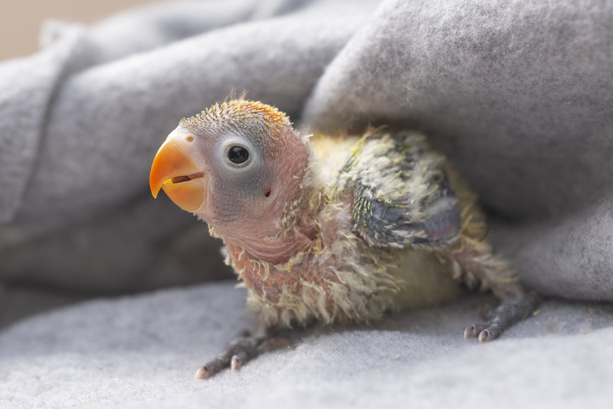 【インコの飼い方】初心者でも飼い主ラブな手乗りインコに育てられる！ | となりのカインズさん