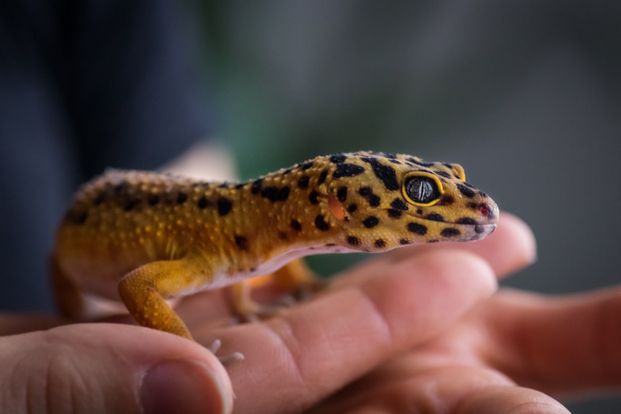 【ヤモリの飼い方】餌の与え方やお世話の仕方のコツをじっくり解説！ | となりのカインズさん