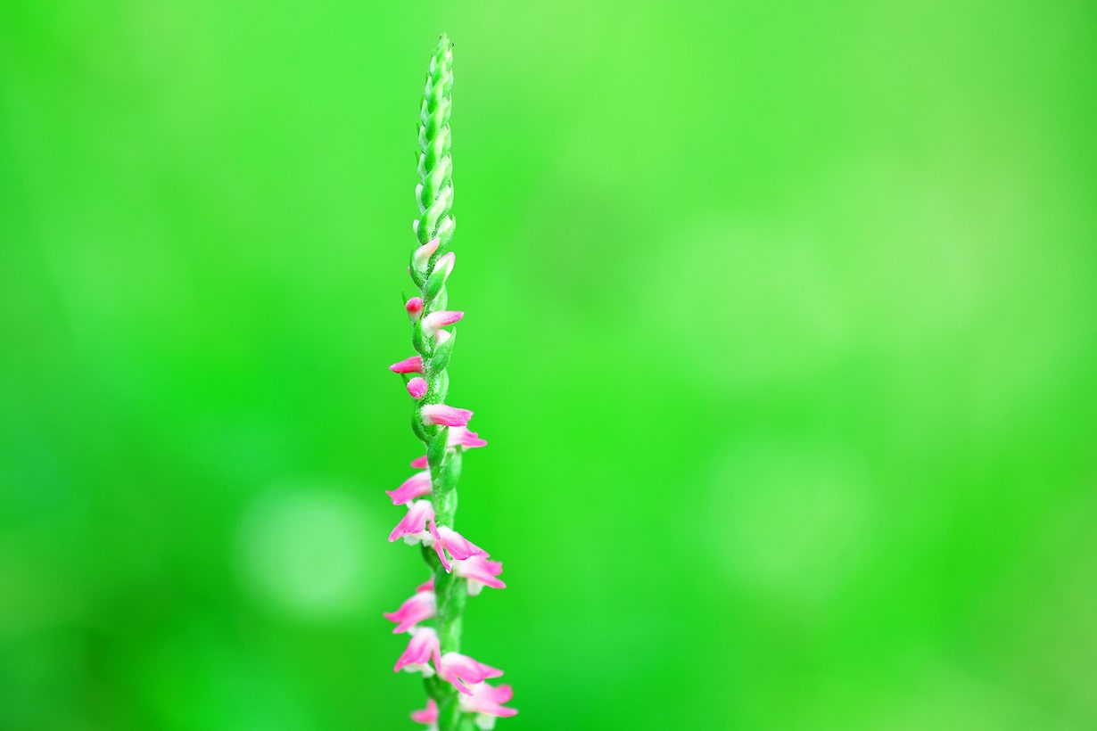 ネジバナの育て方｜手入れの方法や植え替えの季節などを解説します