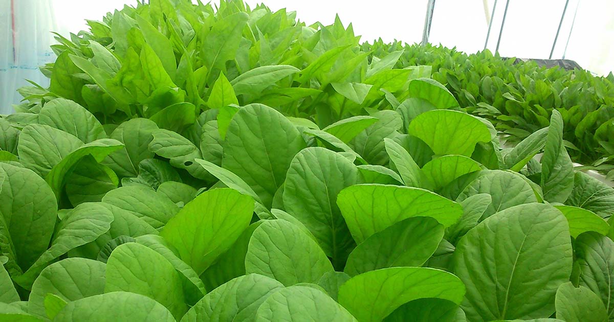 水耕栽培におすすめの野菜｜ペットボトルで育てられる | となりのカインズさん