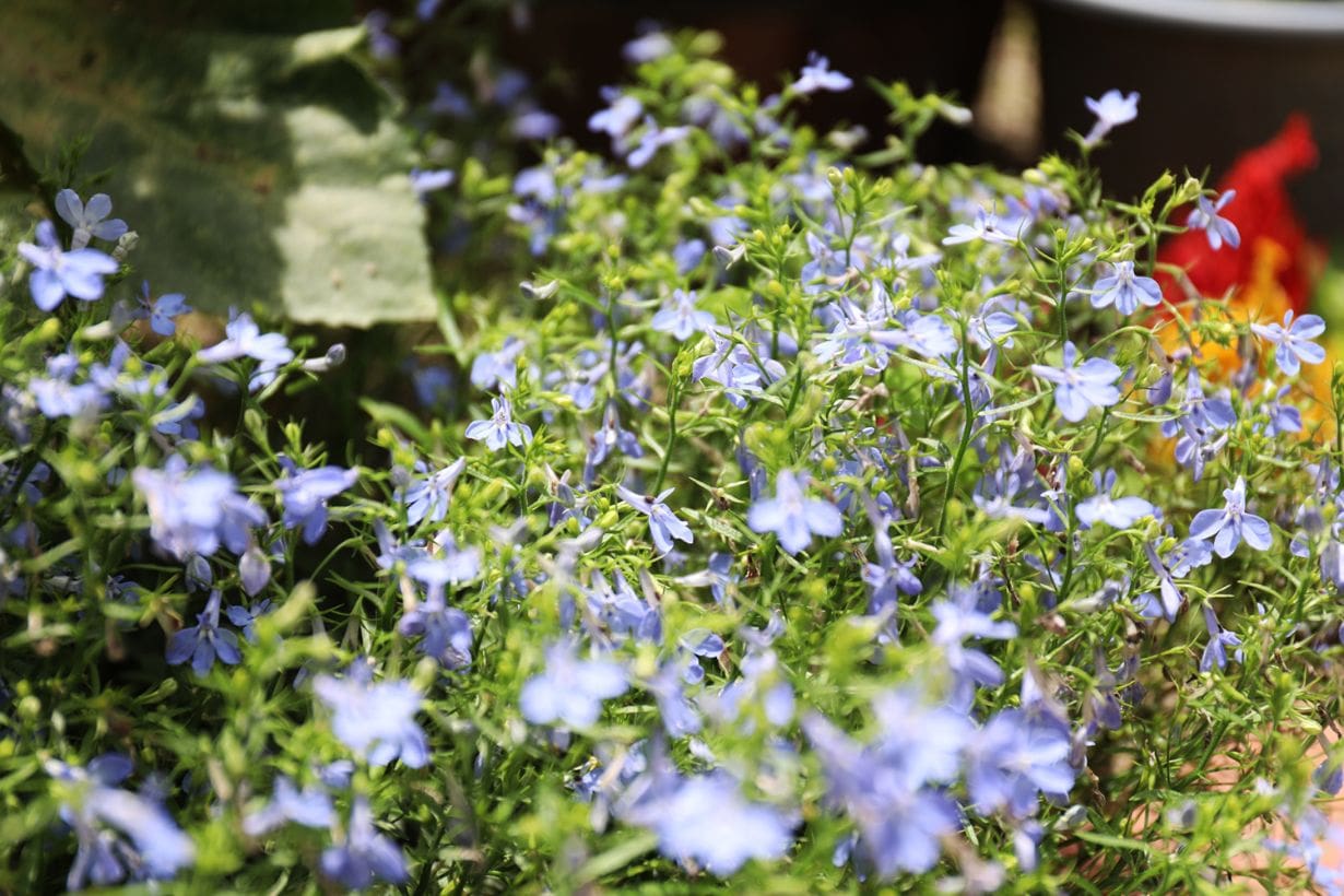 ロベリアの育て方 栽培に必要な肥料や、管理の注意点などを紹介します | となりのカインズさん