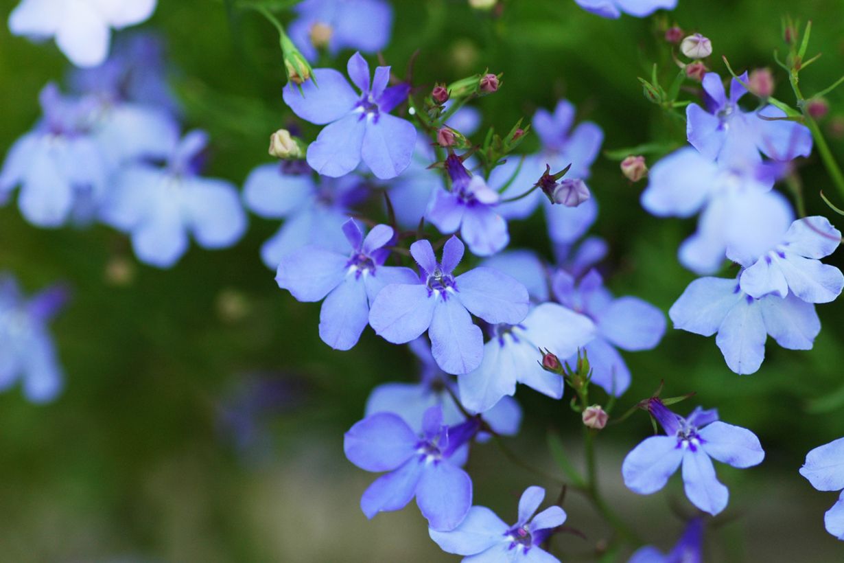 ロベリアの育て方 栽培に必要な肥料や、管理の注意点などを紹介します | となりのカインズさん