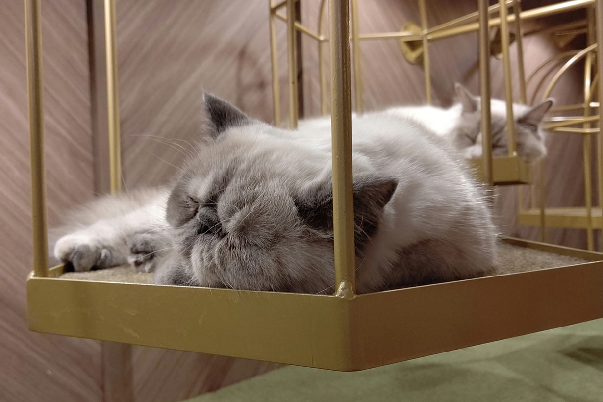 エキゾチックショートヘア