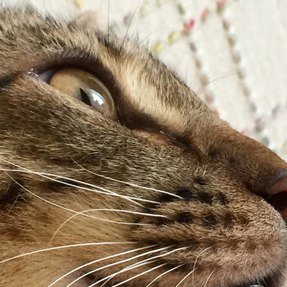 オシキャットはどんな猫？性格や特徴、ルーツなどを紹介します | となりのカインズさん