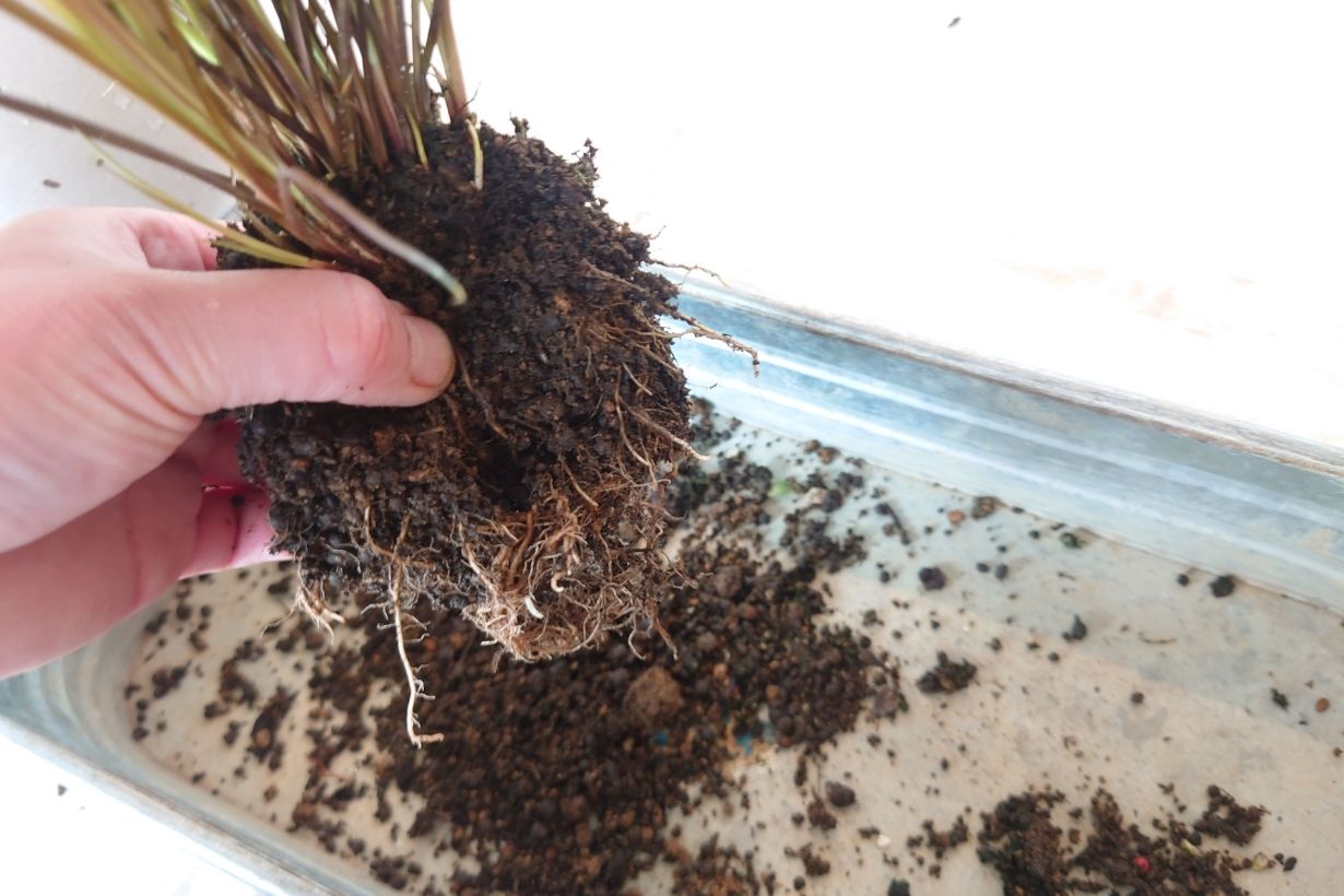 マリーゴールドの寄植え方法｜特徴やコツを解説 | となりのカインズさん