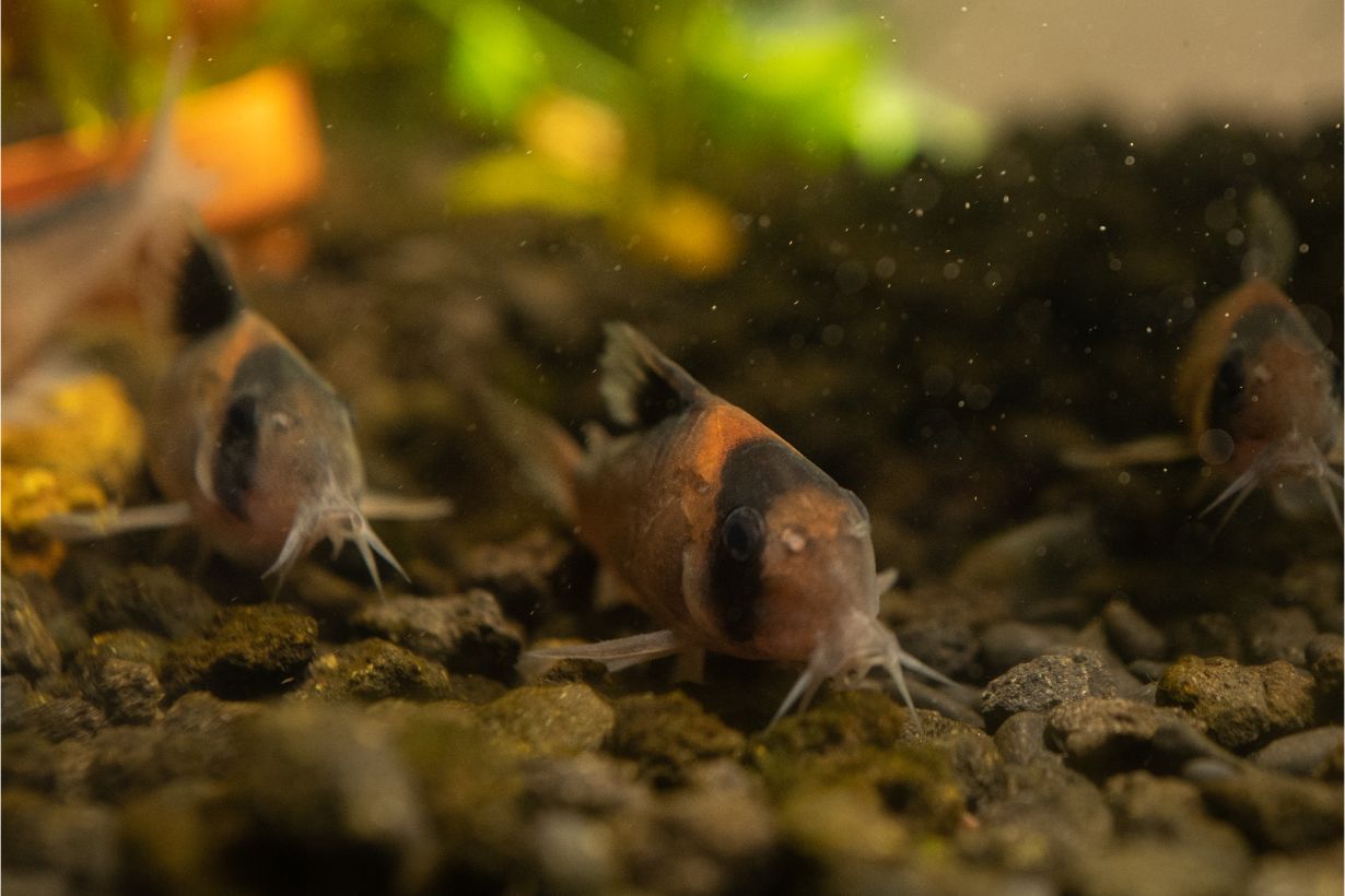 コリドラス飼育の注意点！ 混泳はできる？ 種類や餌、水槽の大きさを専門家が解説 | となりのカインズさん