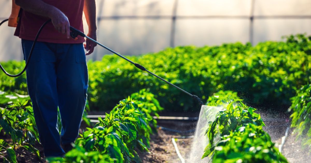 効果的な除草剤の使い方とは？ 散布のポイントを解説 | となりのカインズさん