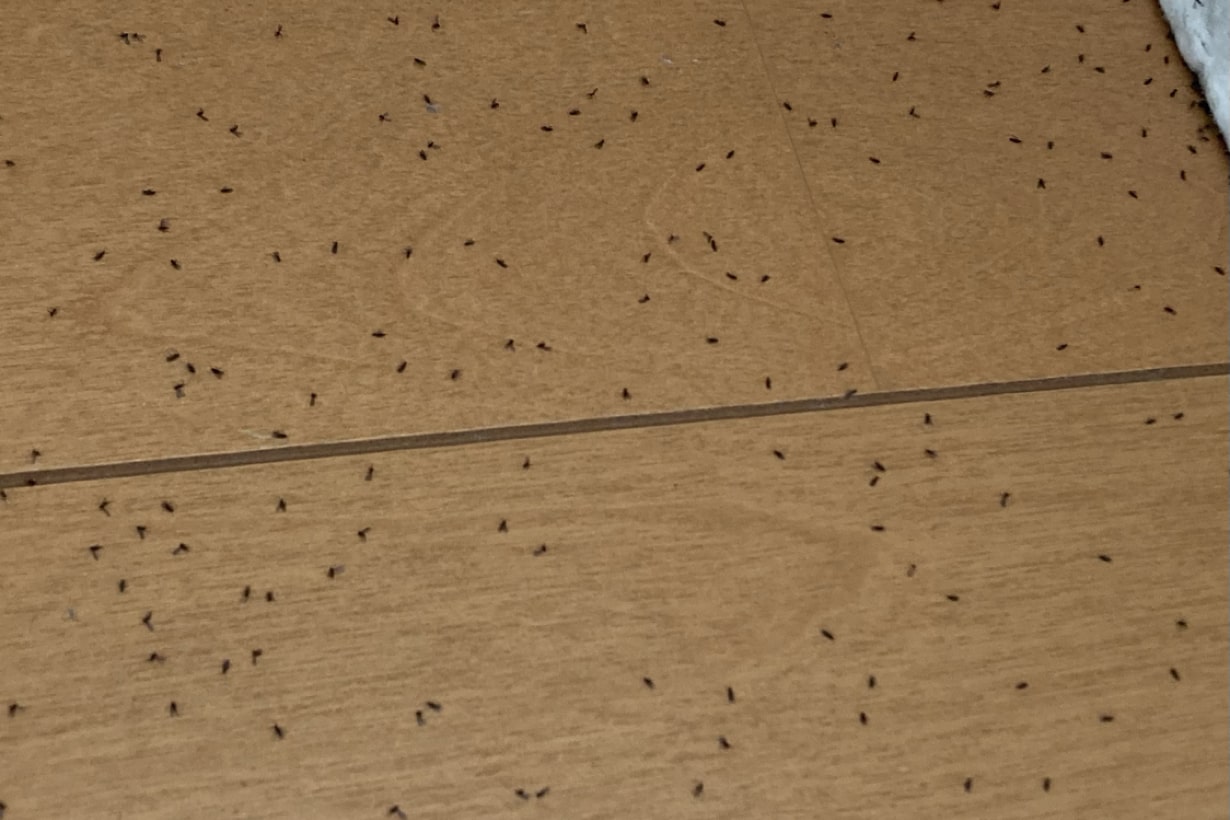 コバエの卵の駆除方法と予防策｜観葉植物やゴミに発生する原因と卵の特徴 | となりのカインズさん