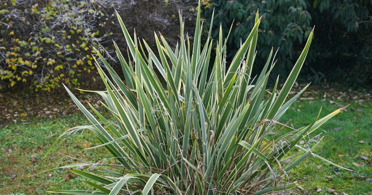 ニューサイランの育て方 | となりのカインズさん