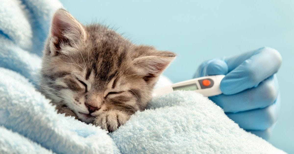 猫の平熱は約38℃！ 測り方や高熱のときの対処法などを解説【獣医師監修】 | となりのカインズさん